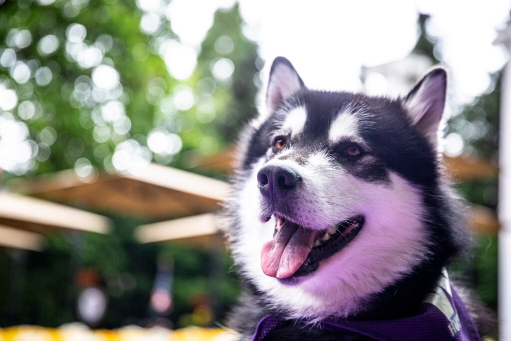 Junior Dawg Day – Office of Admissions